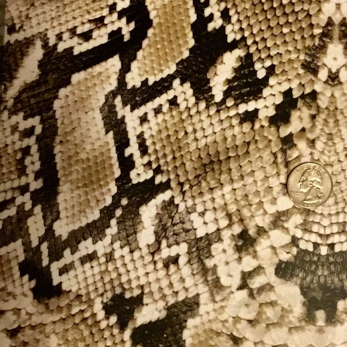 BLACK AND TAN SNAKE SKIN HYDROGRAPHIC FILM – Dip Pros